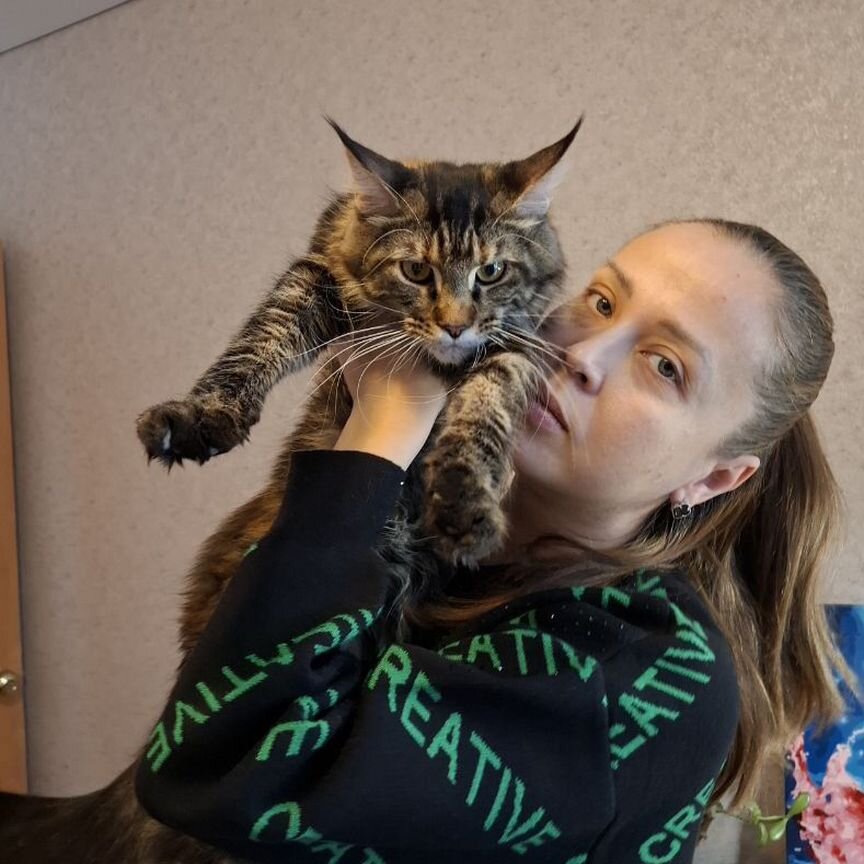 Мейн-кун котёнок