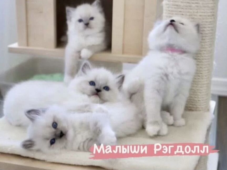 Настоящие Ragdoll