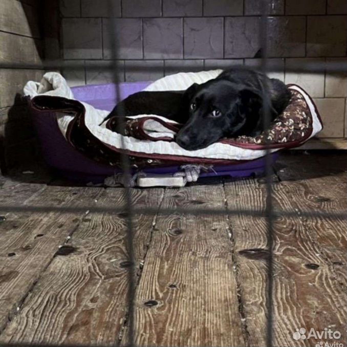 Молли вернули в приют