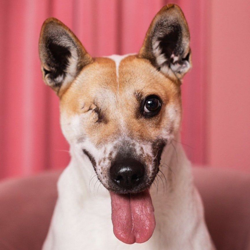 Взрослая собака в добрые руки