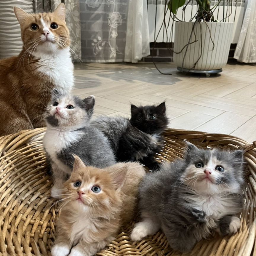 Котята в добрые руки