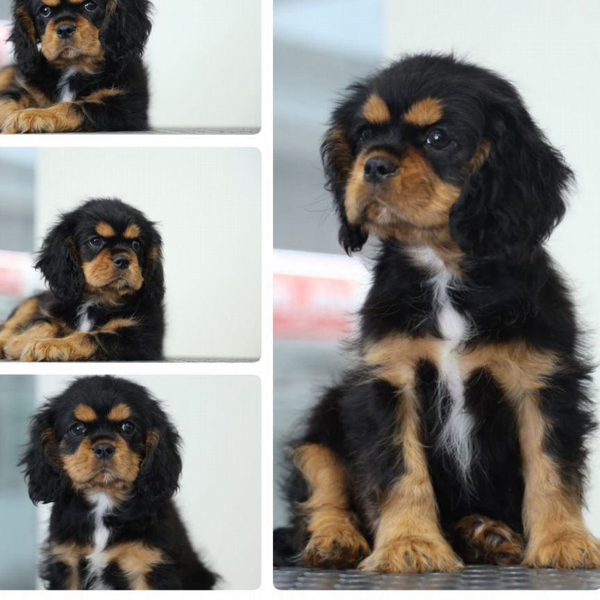 Кавалер кинг-чарльз-спаниель, щенок