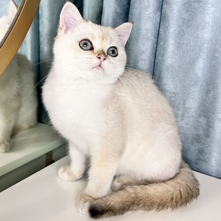 Британские котята золотая шиншилла