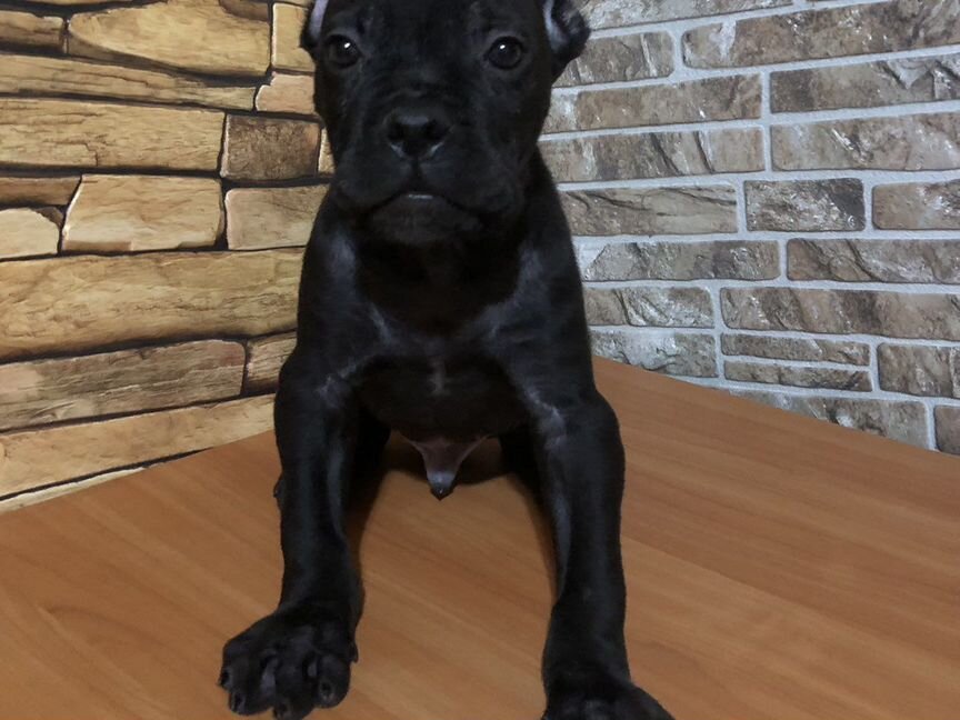 Щенки Итальянский Кане Корсо от Чемпионов