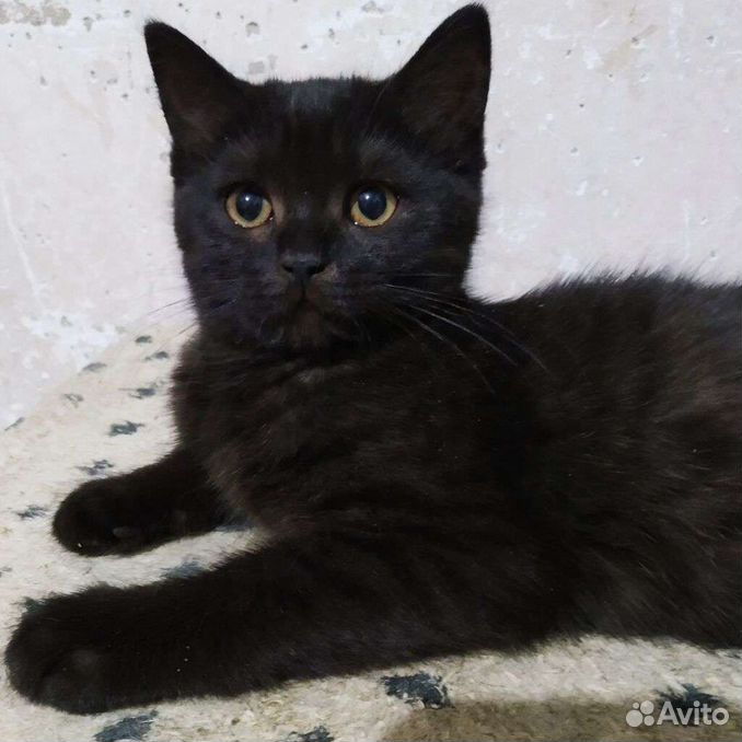 Сонечка ищет дом