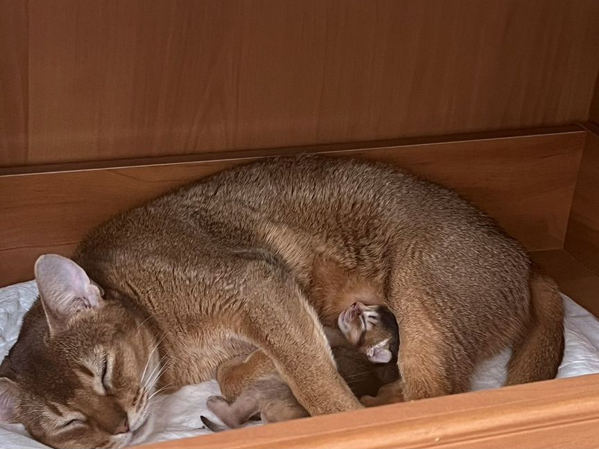Абиссинская кошка