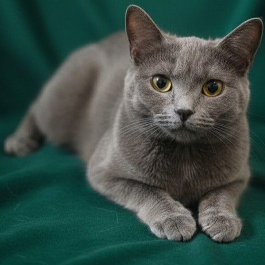 Британская короткошёрстная кошка, взрослая