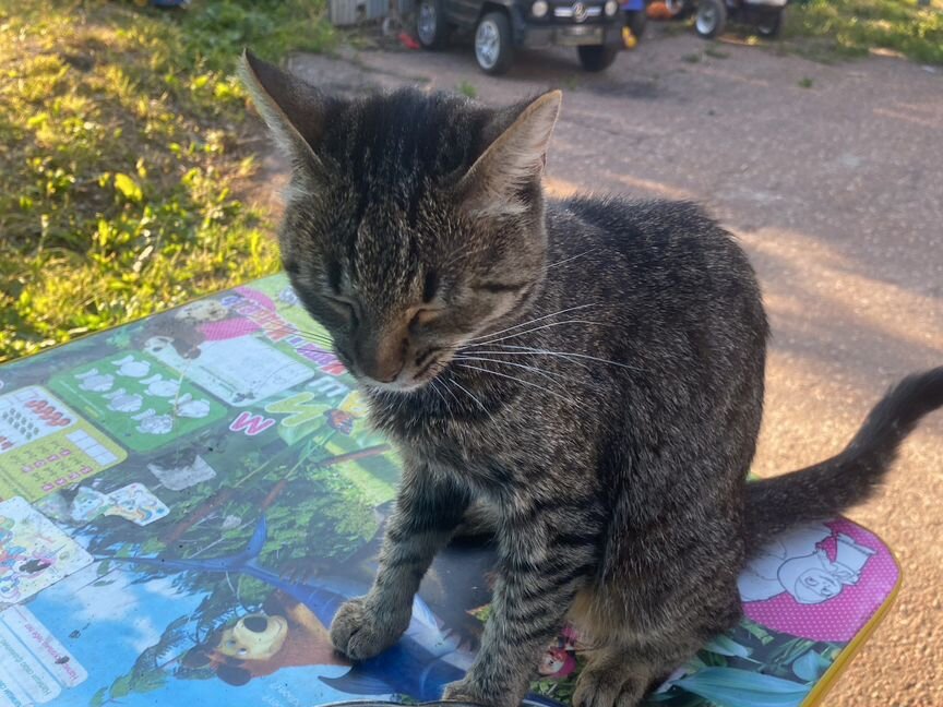 Кошка в дар бесплатно