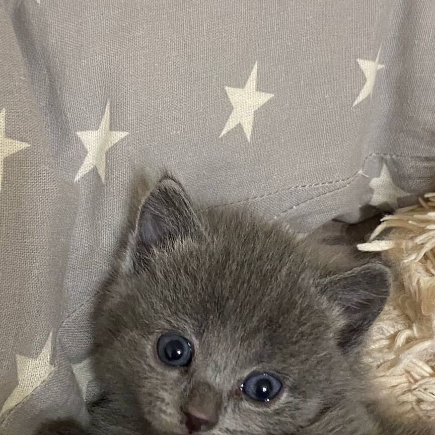 Котята