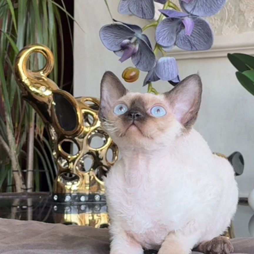 Девочка с глазами цвета аква