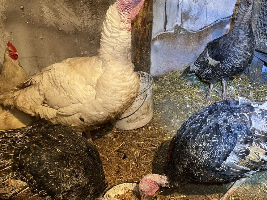 Индюки домашние