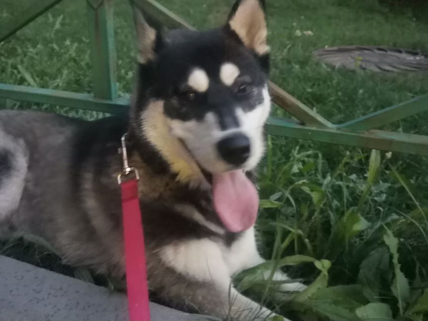 Сибирский хаски