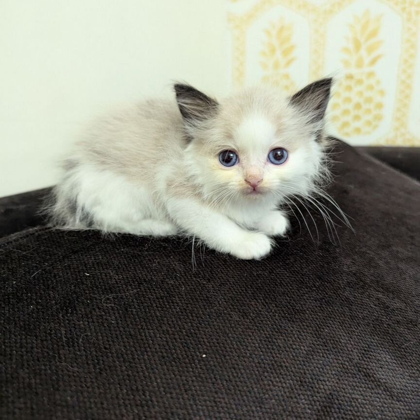 Котятки Рэгдолл