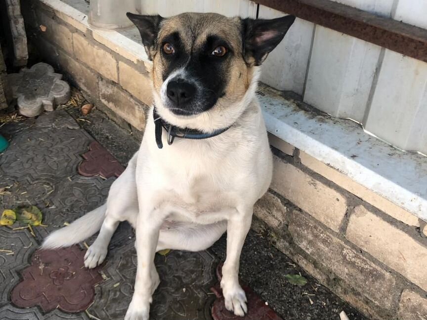 Собака в добрые руки