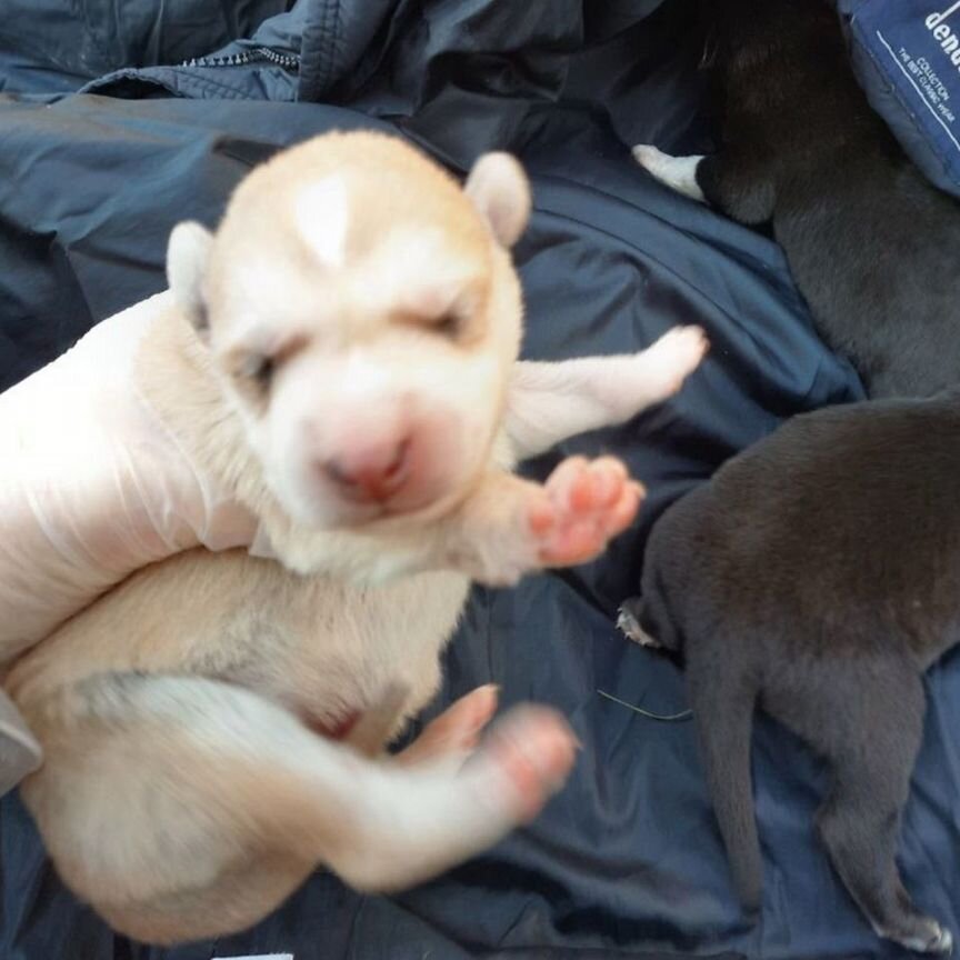 Найдены щенки на улице