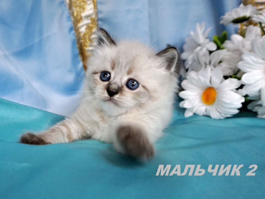 Невская маскарадная