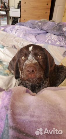 Щенки дратхаара