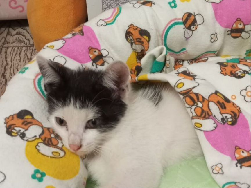 Котёнок в добрые руки мальчик со сломанной лапкой