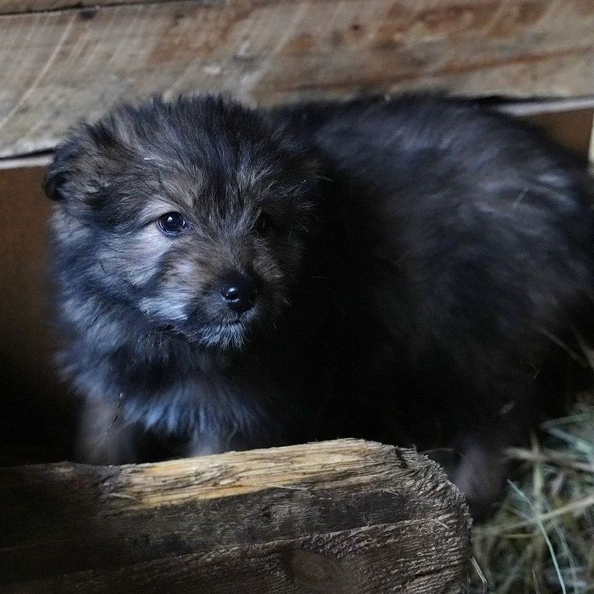 Красивый щенок. Девочка. Помогу со стерилизацией