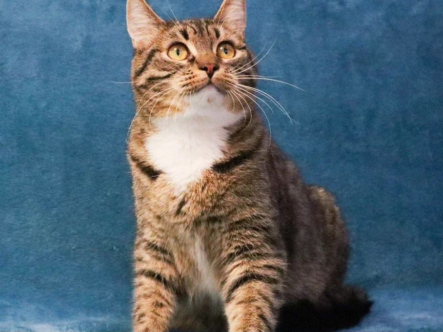 Кошечка ищет дом