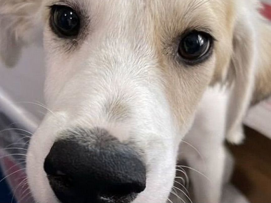 Бублик счастливчик ищет дом (щенок)