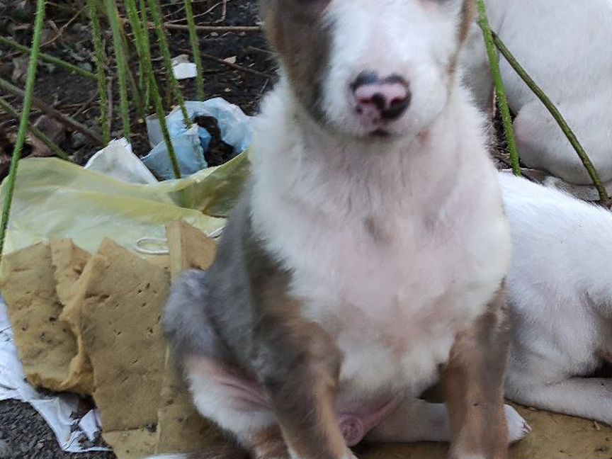 Чудесный малыш