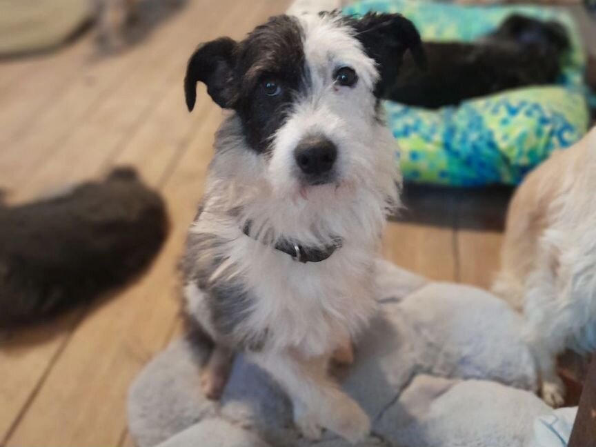 Лиза из приюта ищет дом