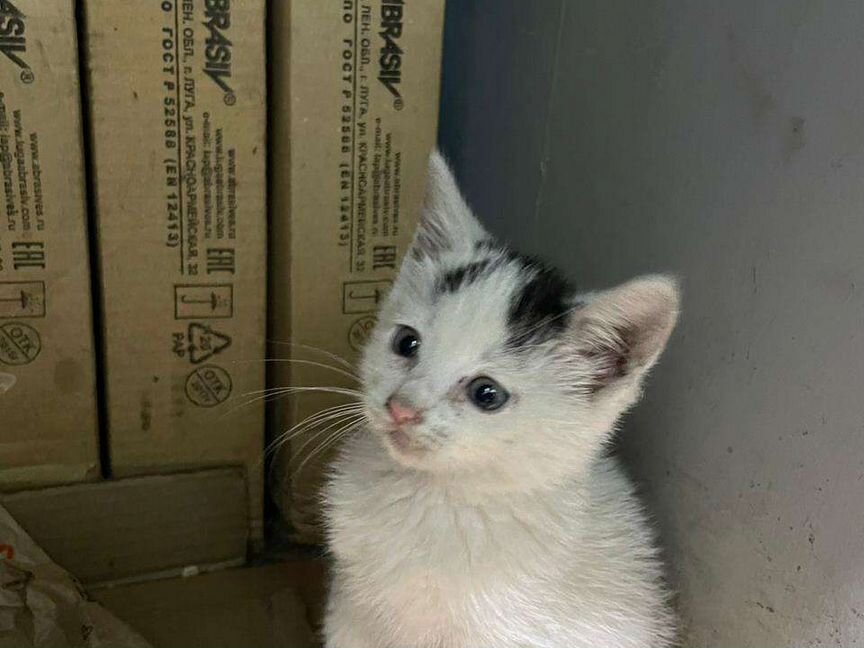 Котята в добрые руки бесплатно