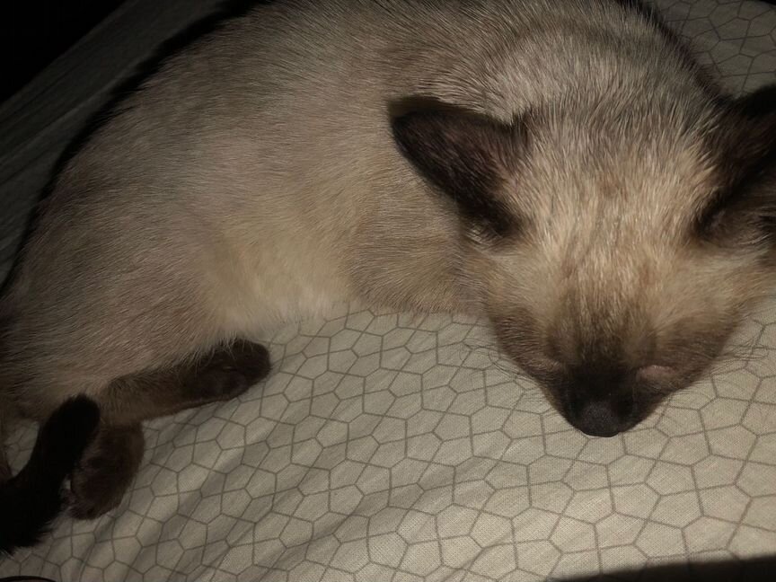 Сиамская кошка