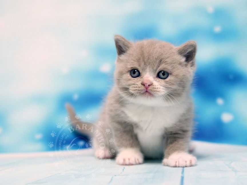 Британский котик