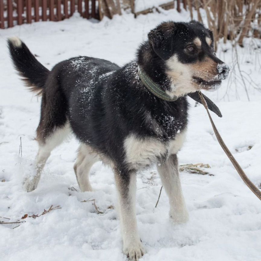 Собака в добрые руки отдам бесплатно