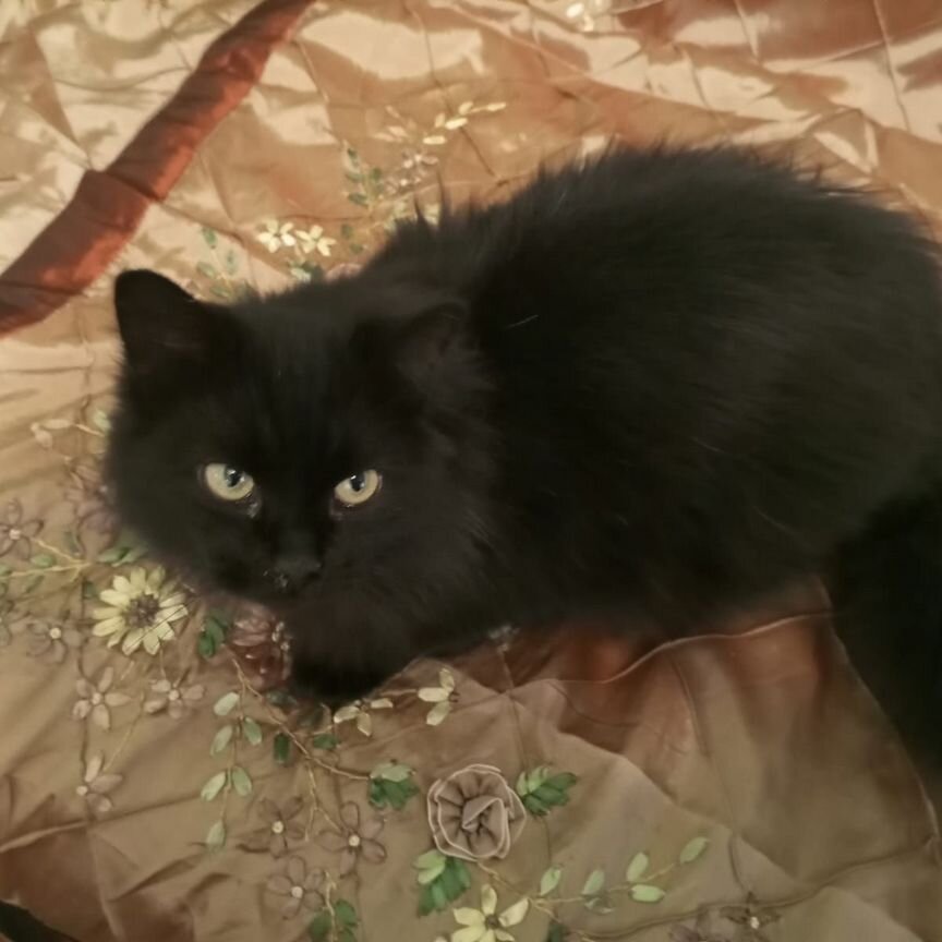 Котик Барни ищет дом