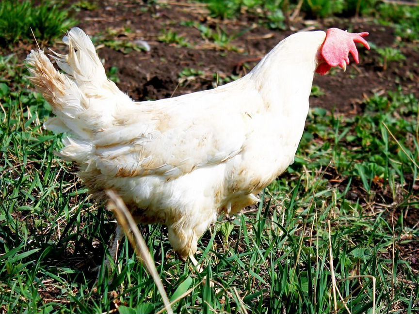Куры несушки