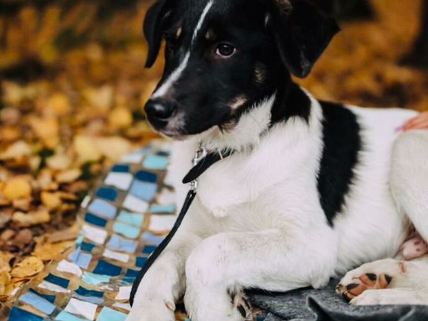 Бим ищет дом