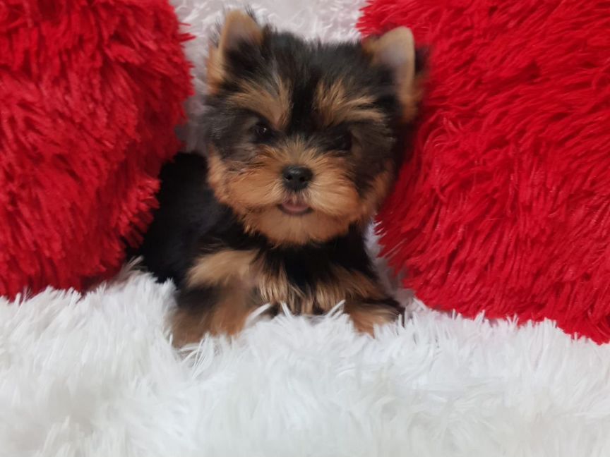 Маленькая куколка