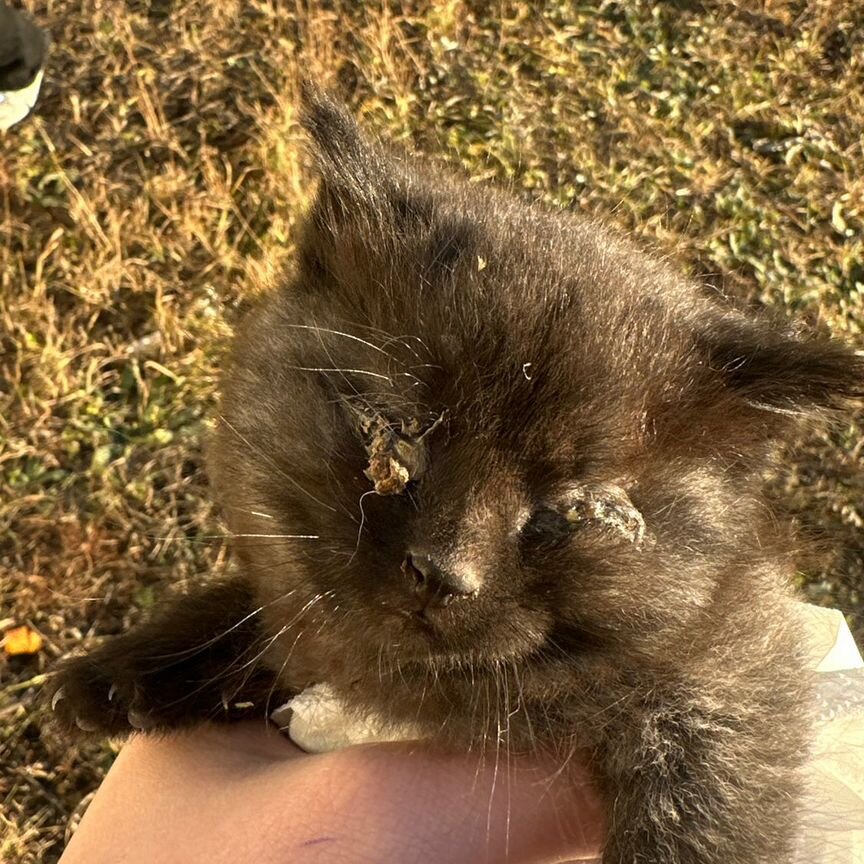 Котёнок в добрые руки