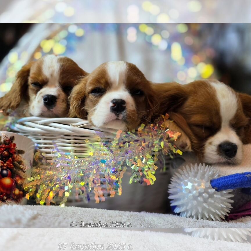 Кавалер кинг-чарльз-спаниель, щенок