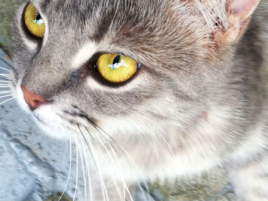 Выбросили породистую кошку