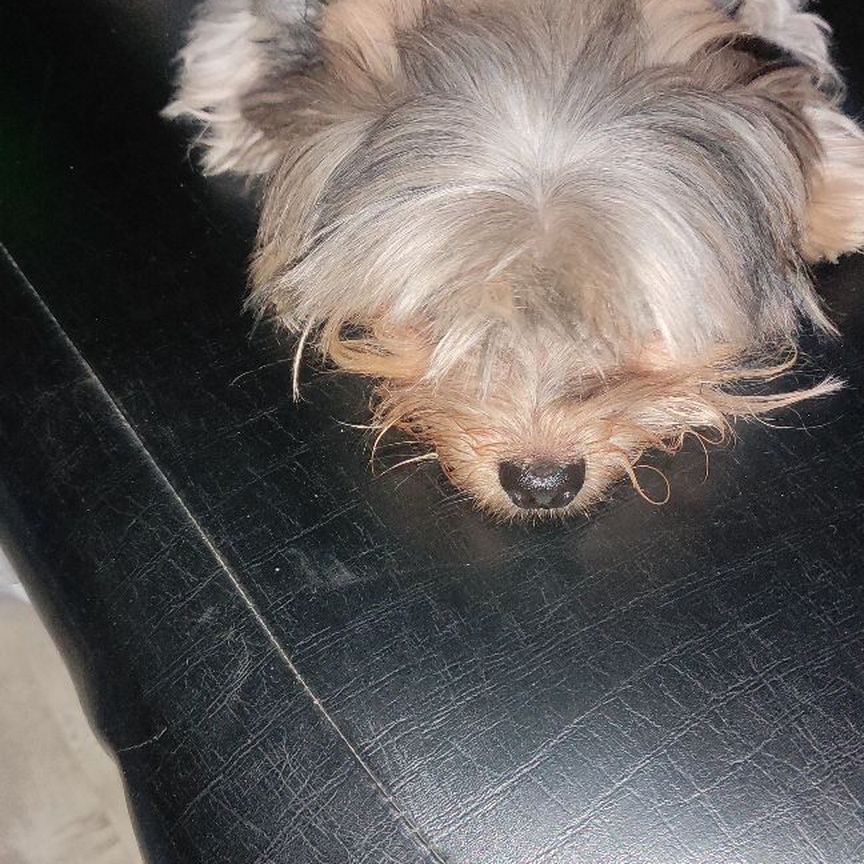 Отдам в добрые руки