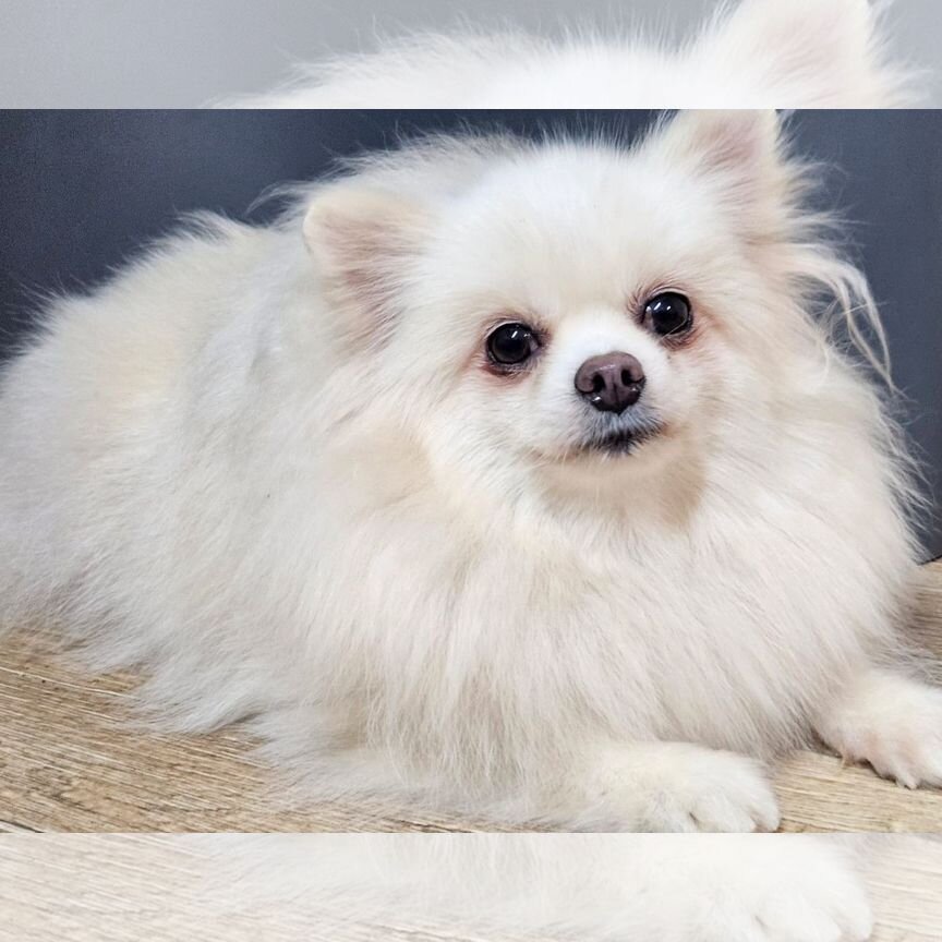 Взрослая девочка шпиц