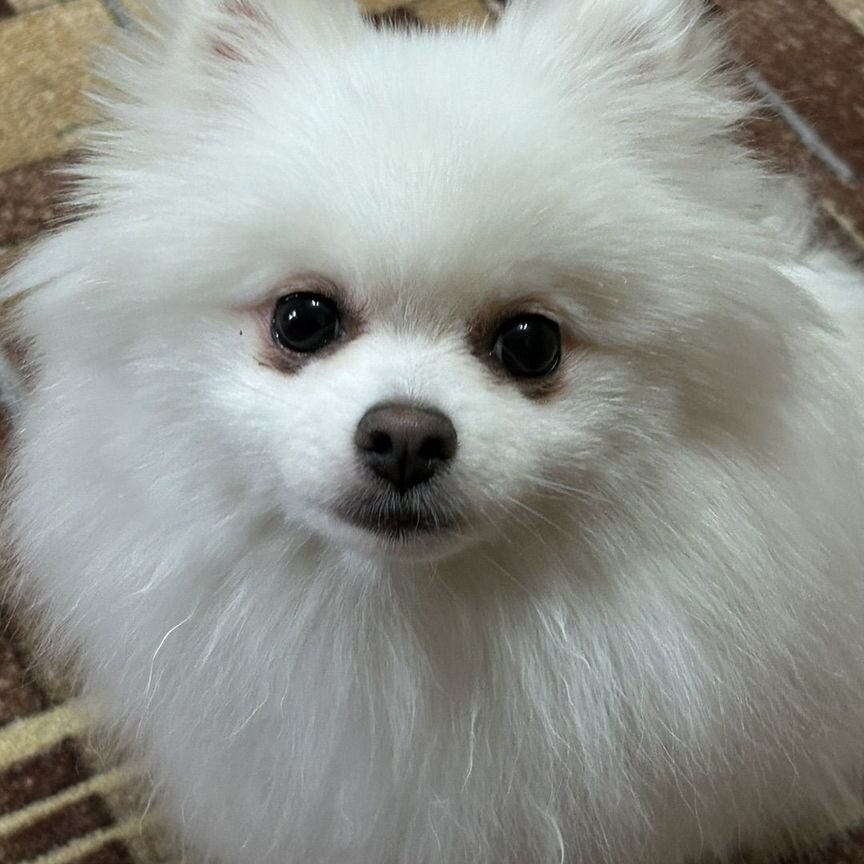 Померанский шпиц девочка