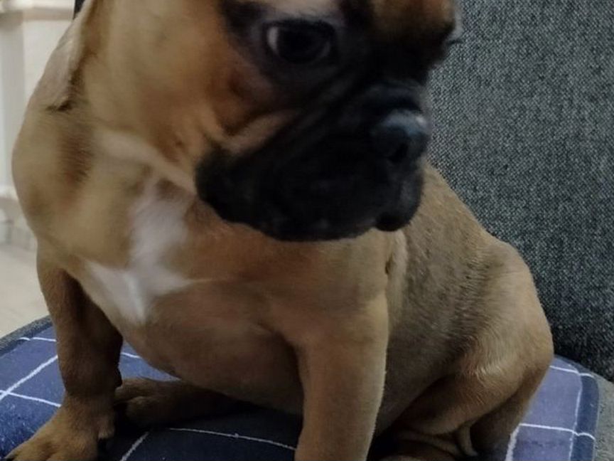 Французский бульдог