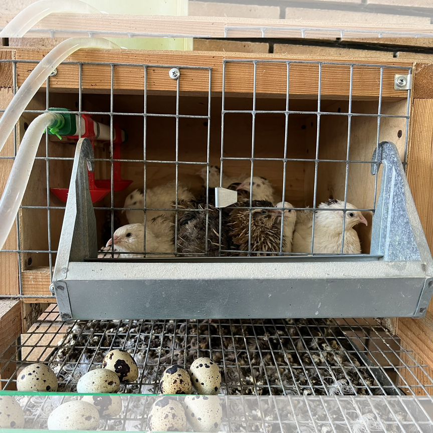 Перепела продажа