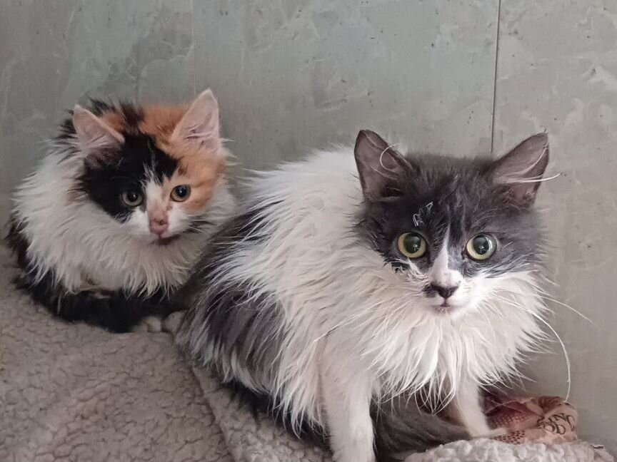 Котята домовята 10 штук в добрые руки