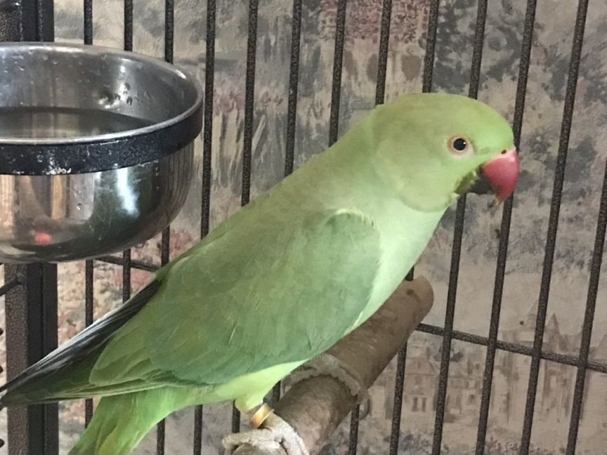 Ожереловый попугай