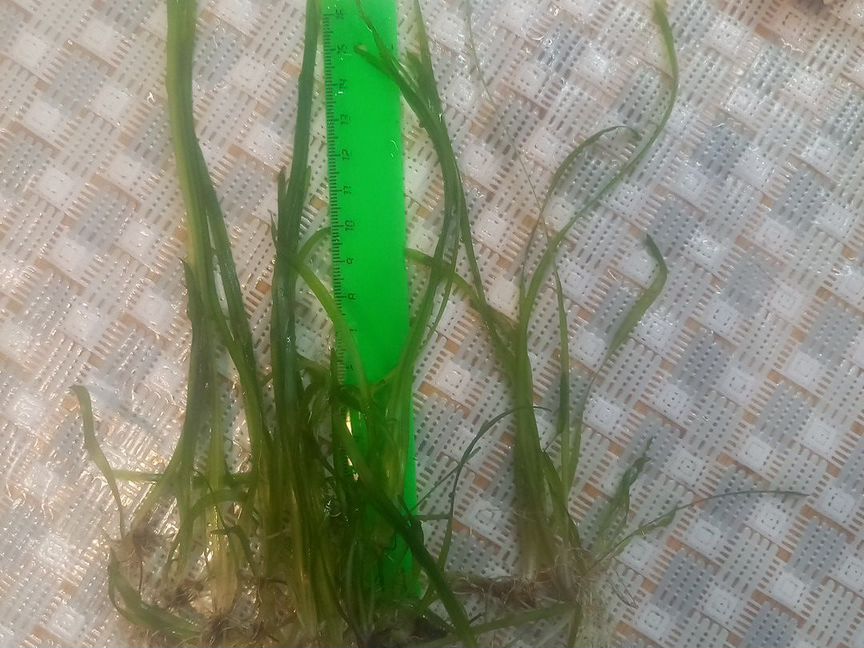 Излишки валеснерии,роголистника, раковины рапанов