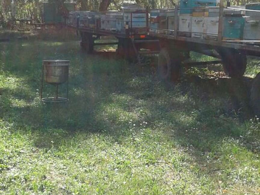 Другие животные