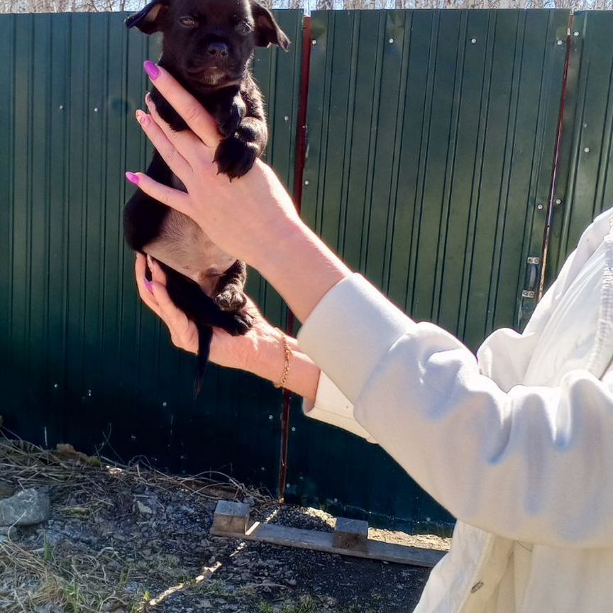 Русский той-терьер, щенок