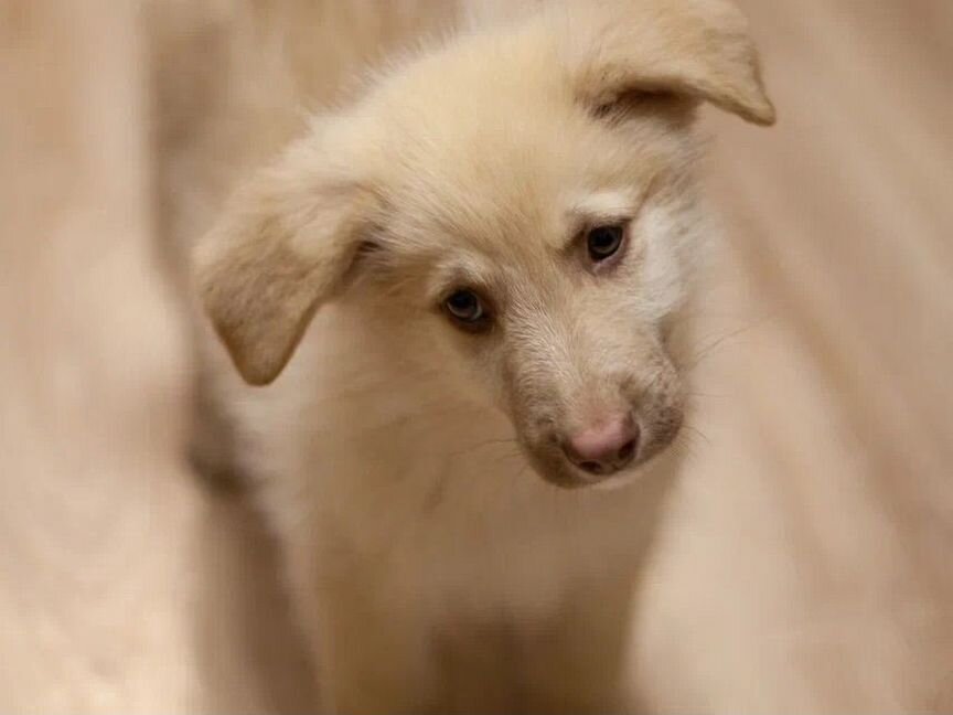 Щенок в добрые руки