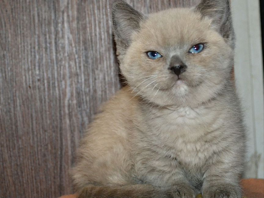 Девочка коротколапая